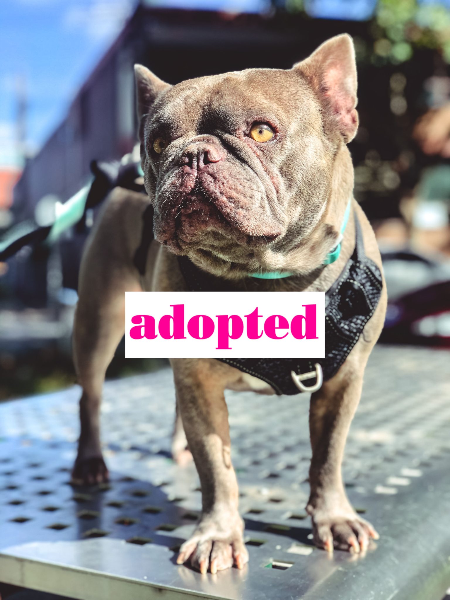 PIMP - adopted - Life of Pikelet
